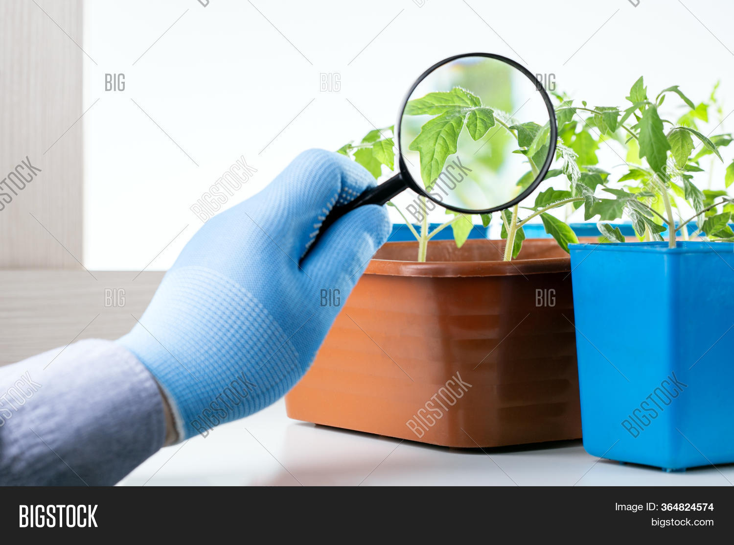 Man Checking Plant. Image & Photo (Free Trial) | Bigstock