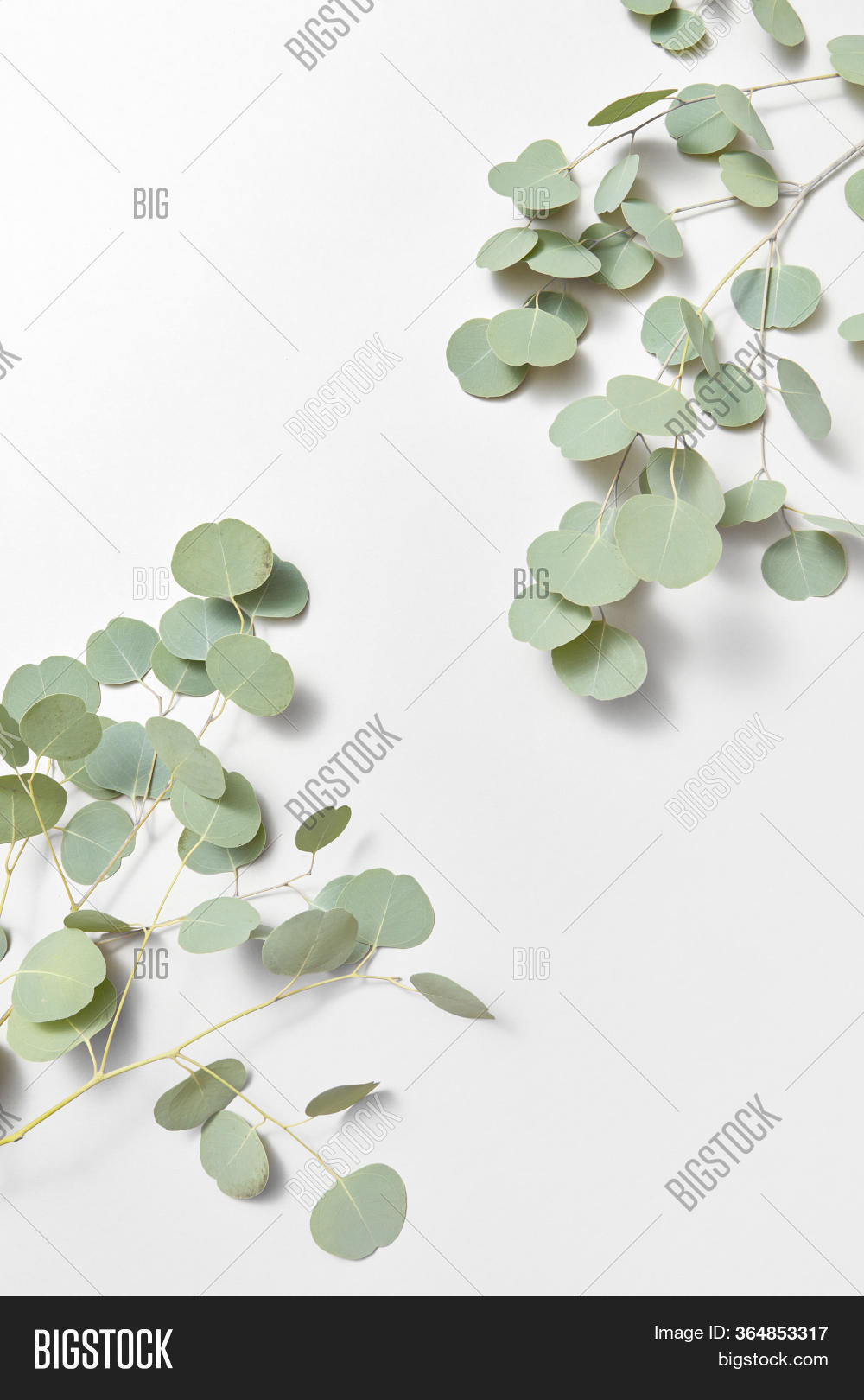 Evergreen Border Corner