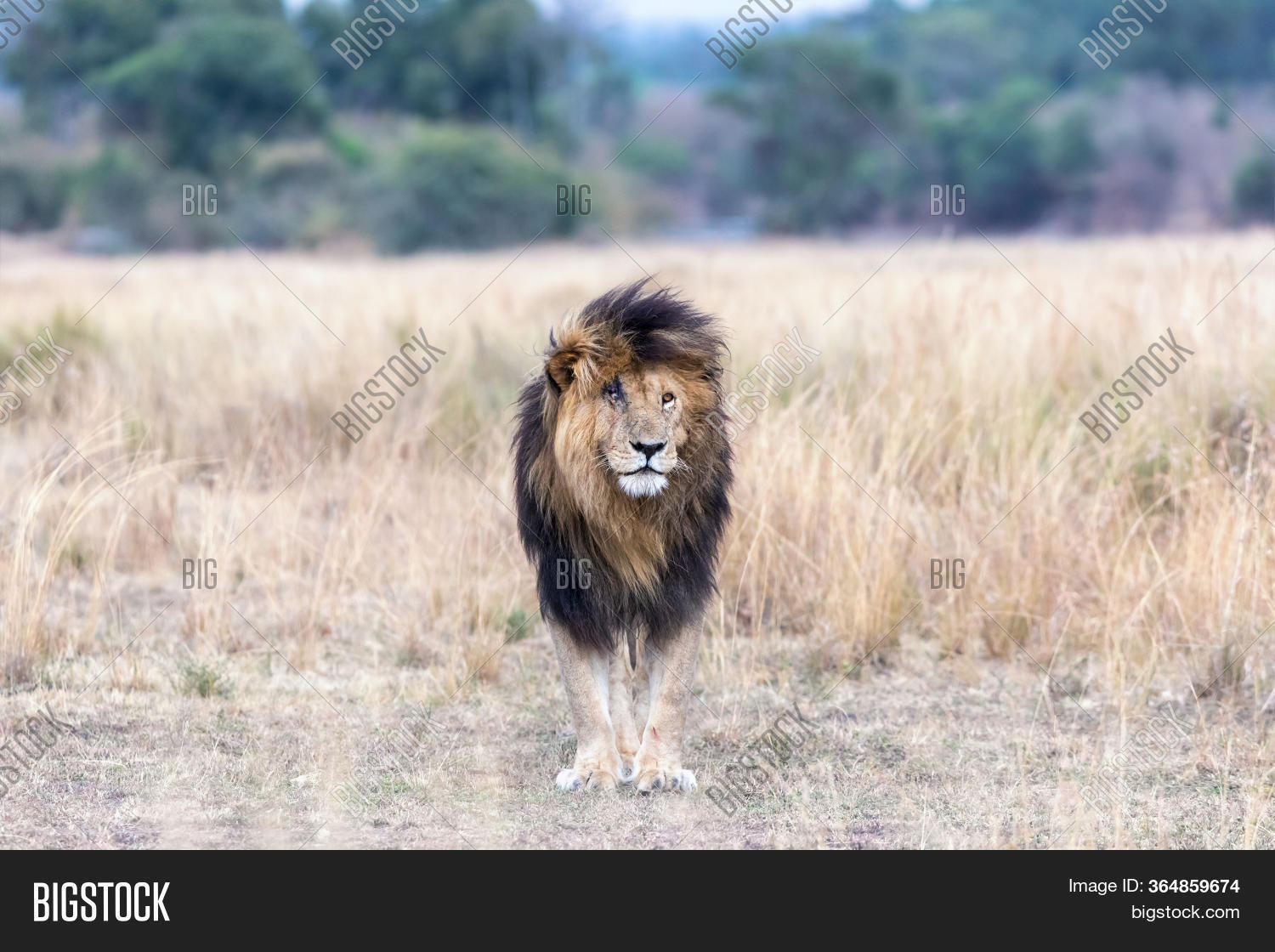 Magnificent Lion Image & Photo (Free Trial) | Bigstock