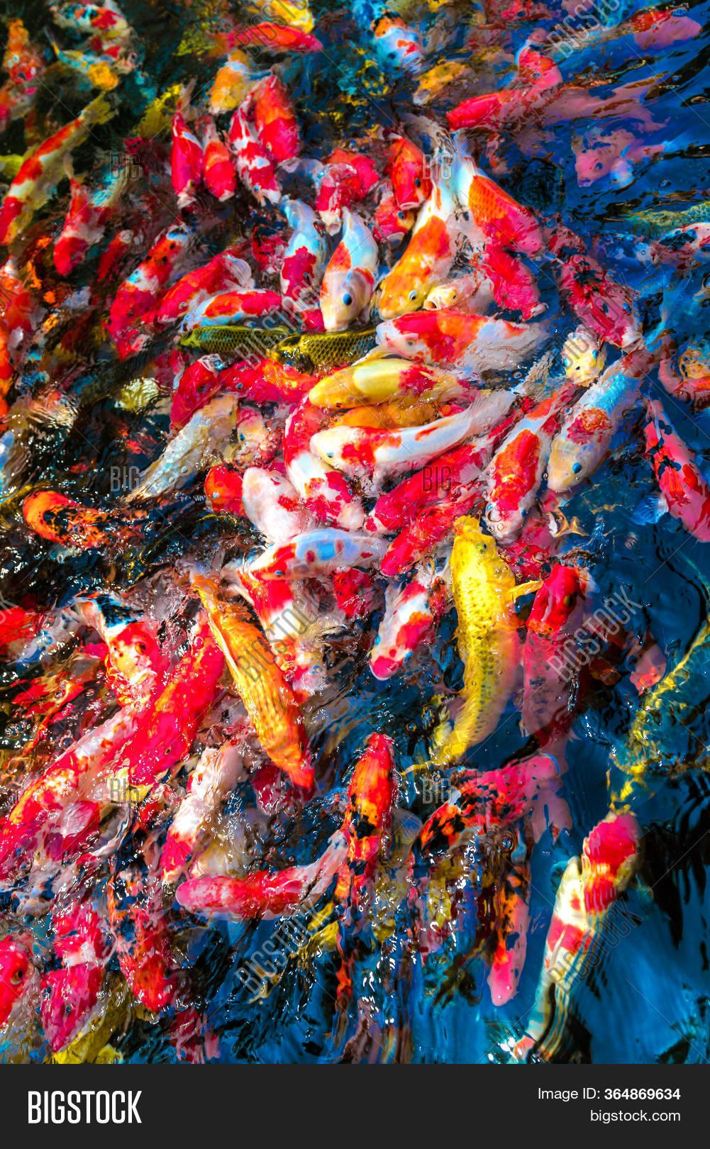Multi-colored Koi Fish Image & Photo (Free Trial) | Bigstock