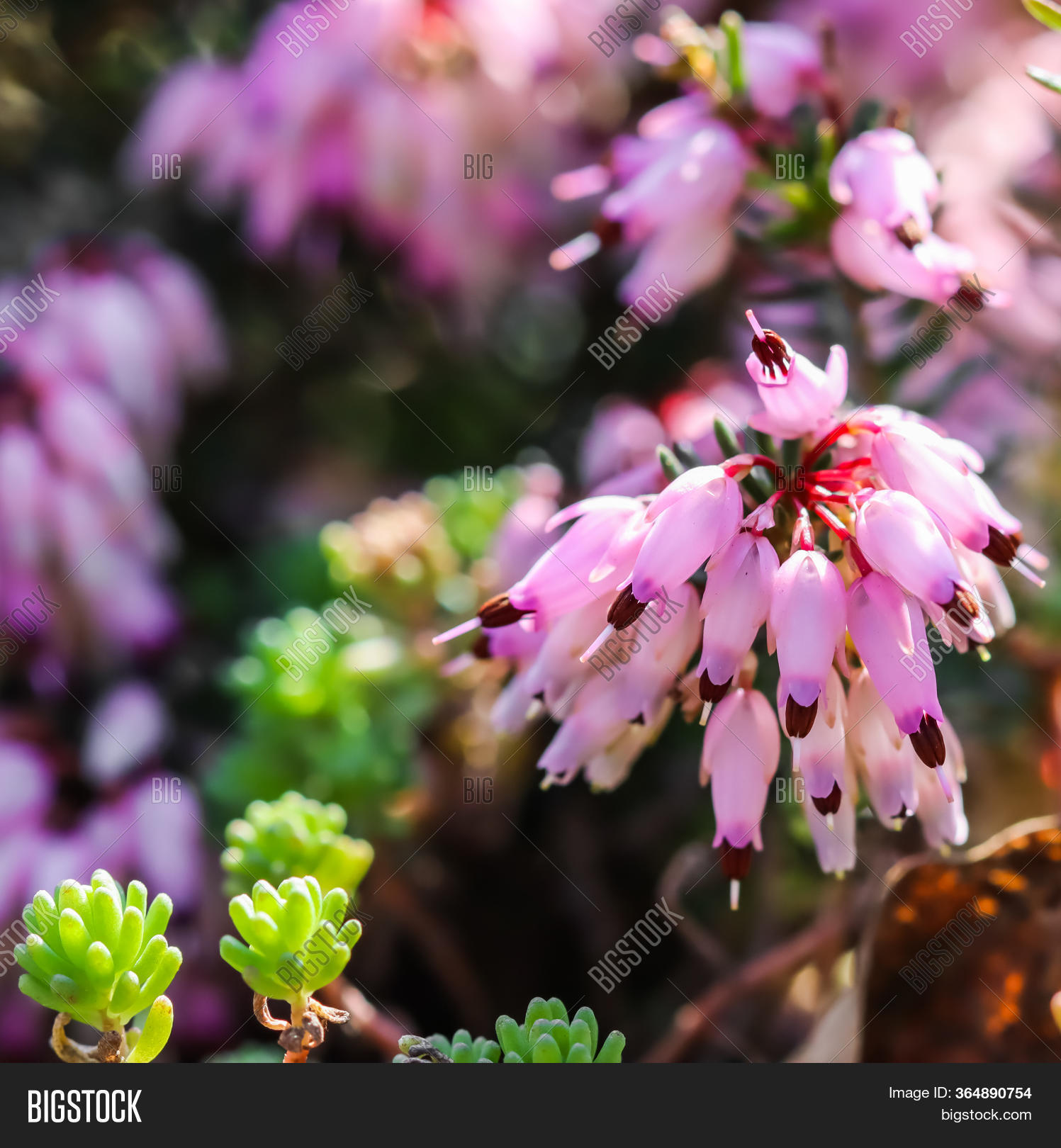 Pink Erica Carnea Image & Photo (Free Trial) | Bigstock