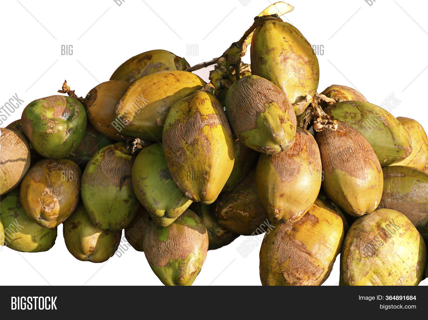Green Tender Coconut Image & Photo (Free Trial) | Bigstock