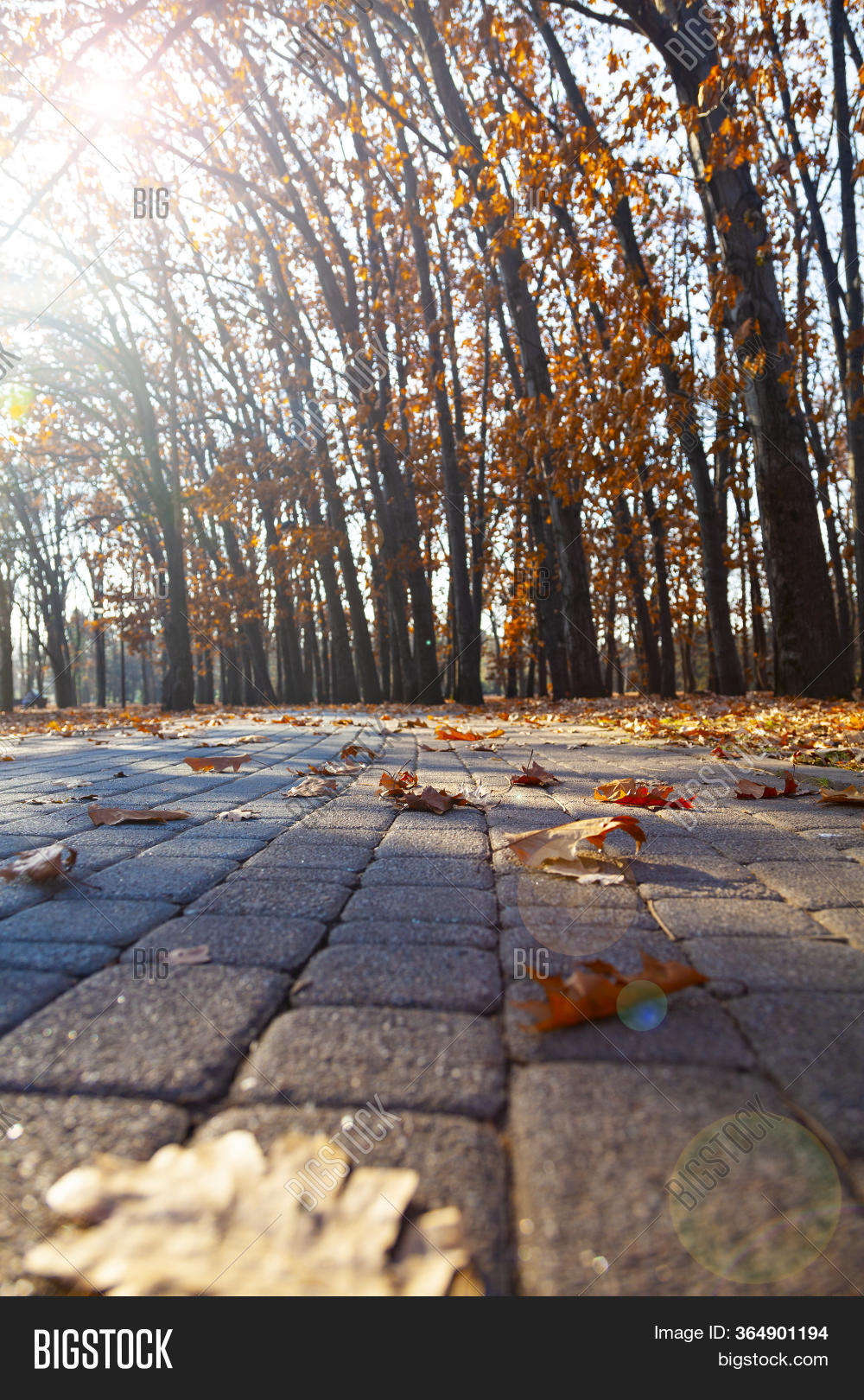 Beautiful Autumn Park Image & Photo (Free Trial) | Bigstock