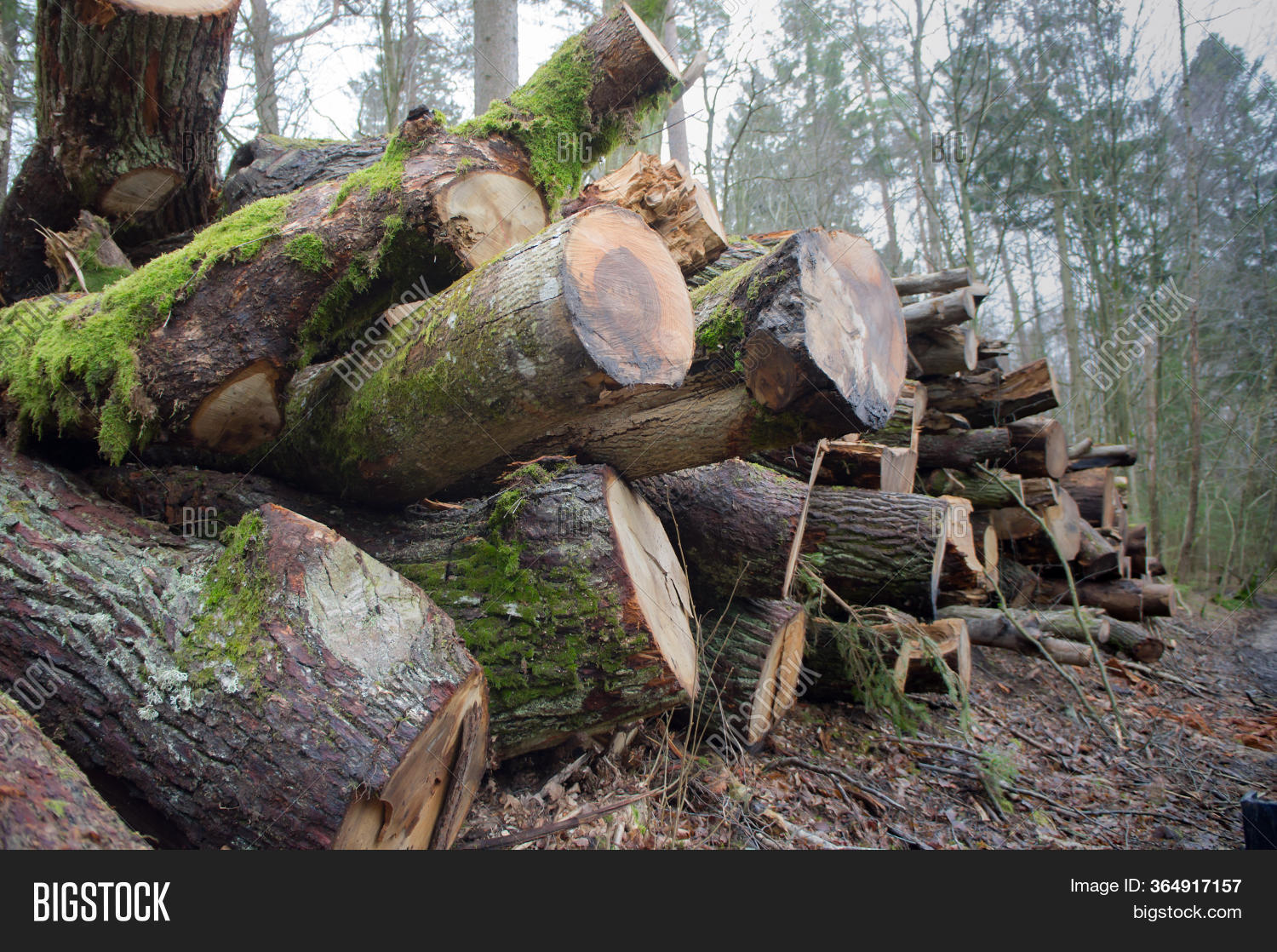 Felled Trees Stack, Image & Photo (Free Trial) | Bigstock