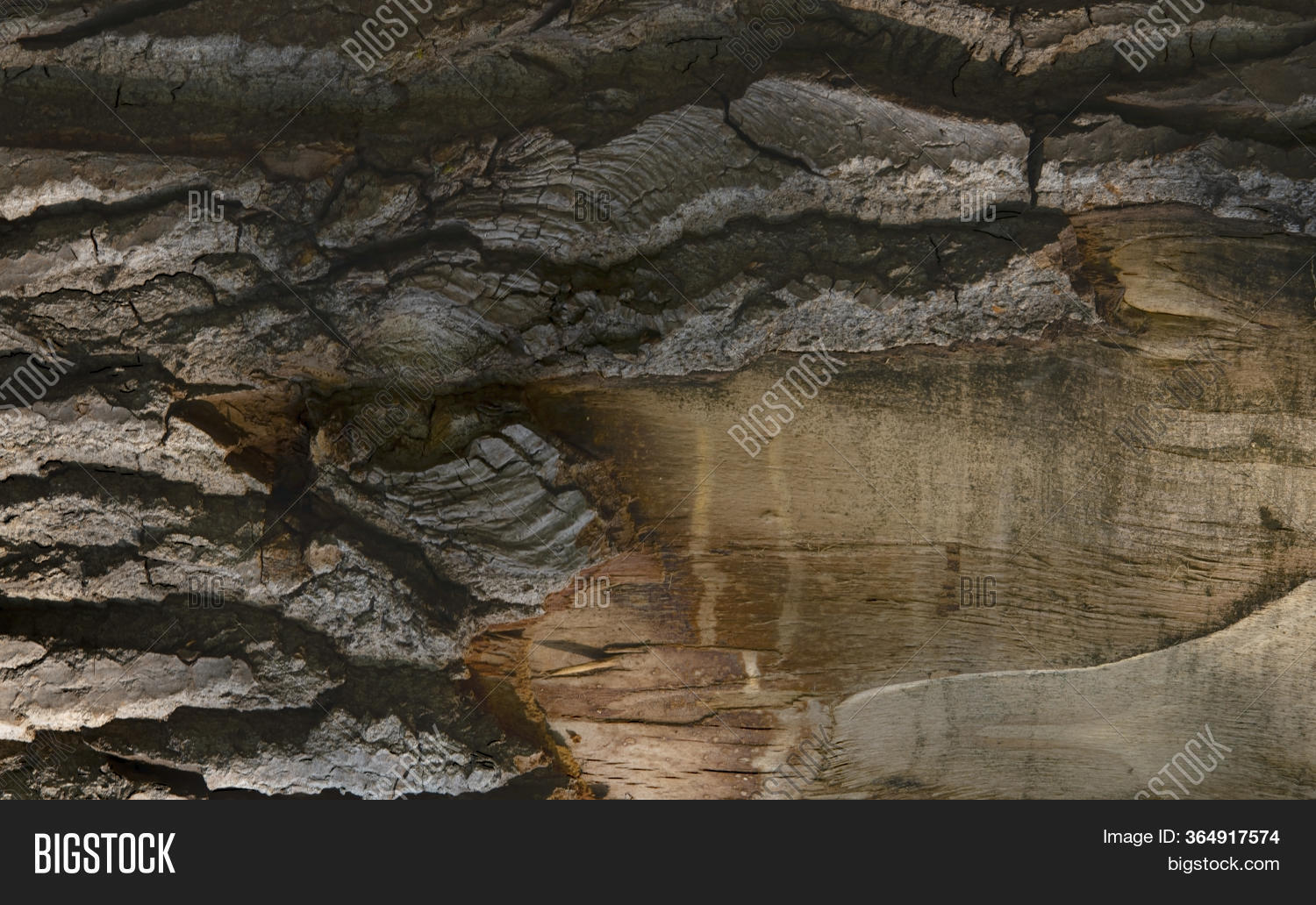 Log Surface Structure Image & Photo (Free Trial) | Bigstock