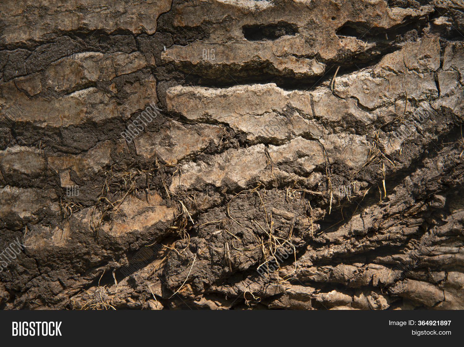 Log Surface Structure Image & Photo (Free Trial) | Bigstock