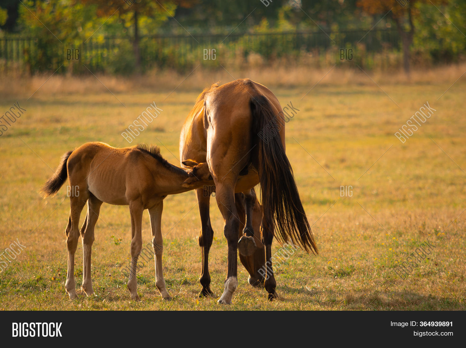Mare Foal Together Image & Photo (Free Trial) | Bigstock