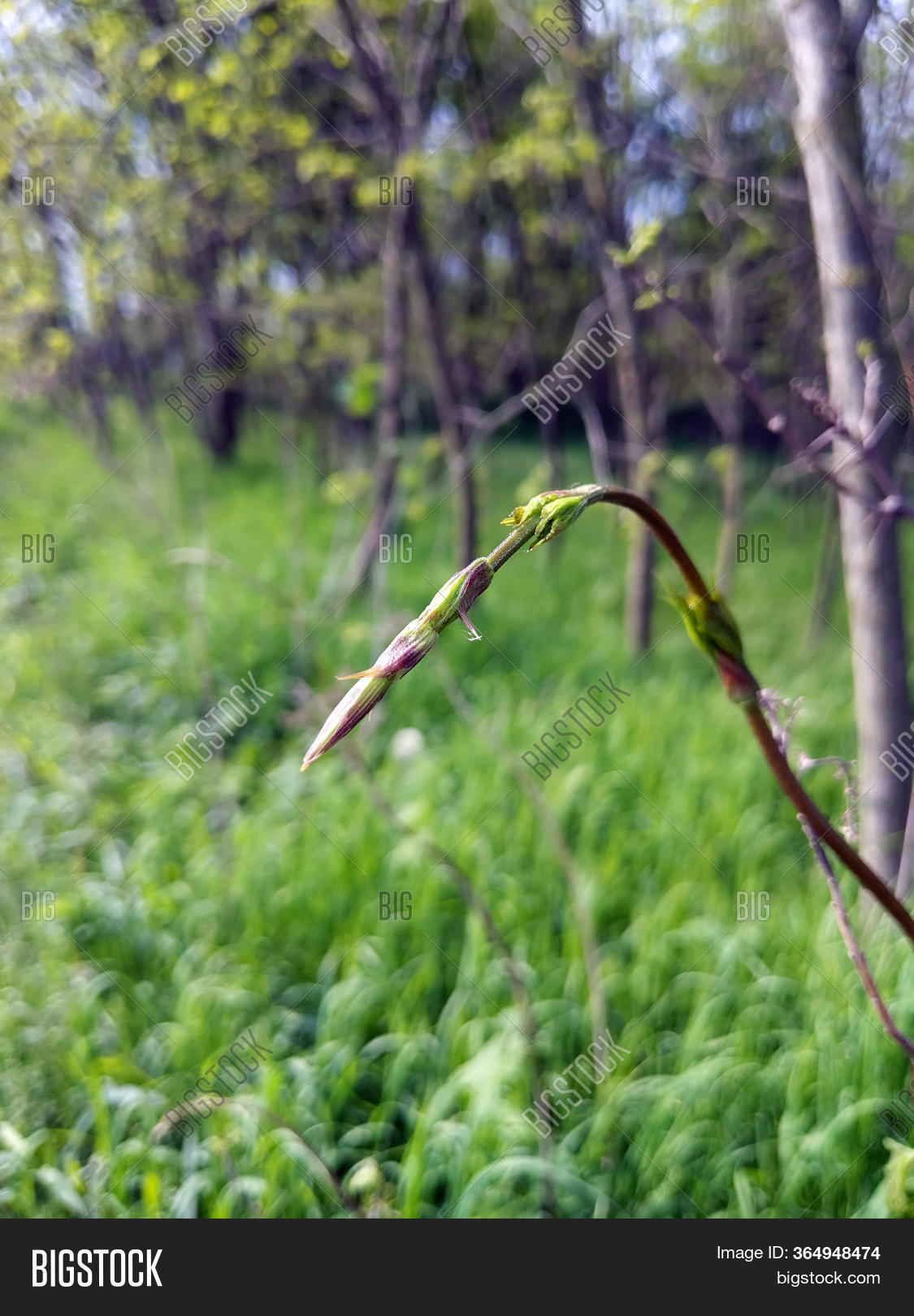 Hop Sprouts, Wild Herb Image & Photo (Free Trial) | Bigstock