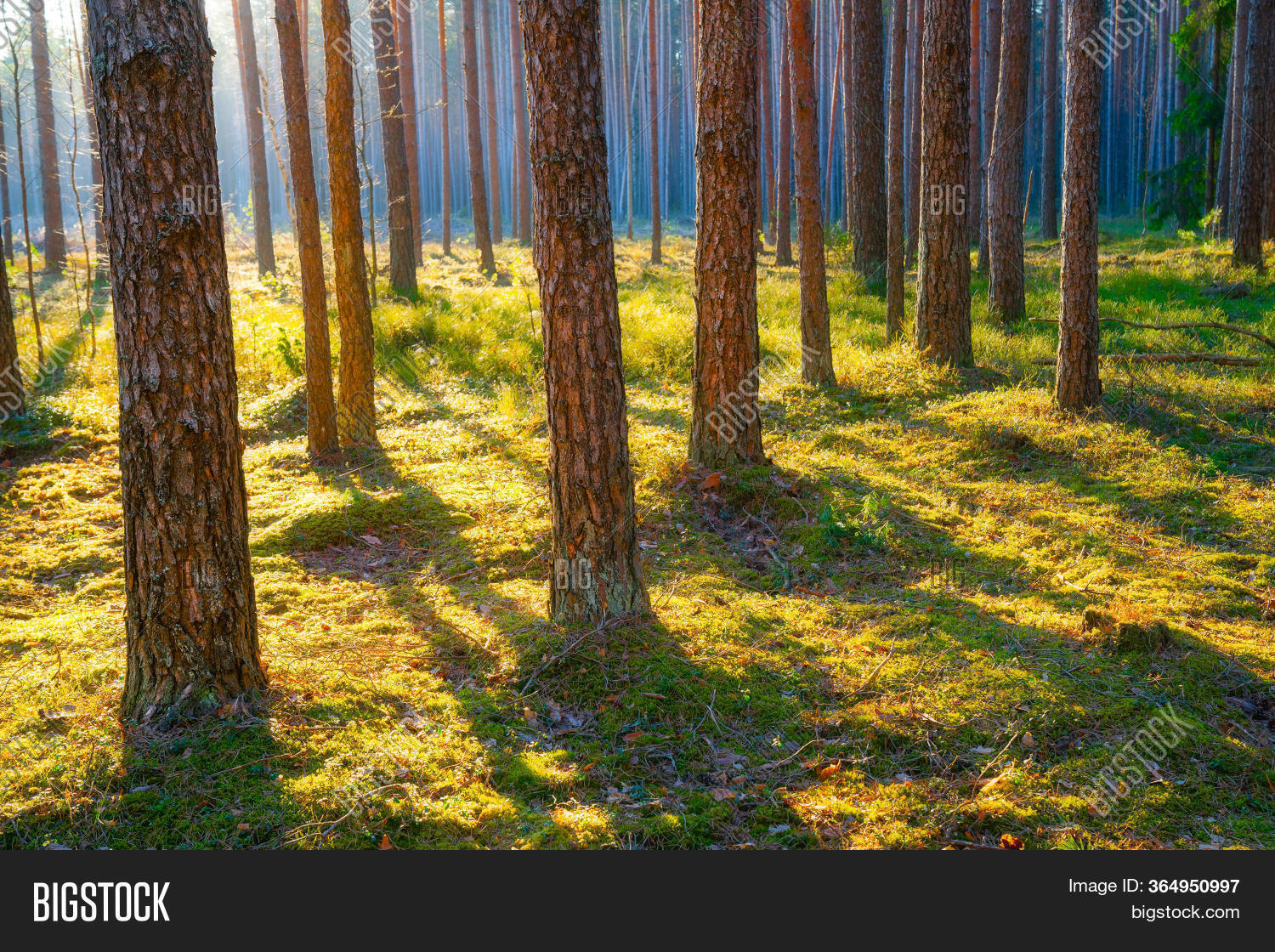 Scenic Pine Forest Image & Photo (Free Trial) | Bigstock