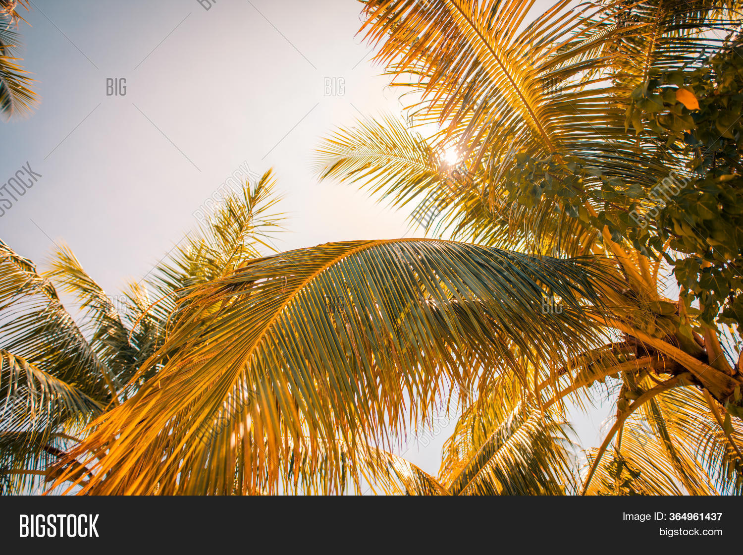Tropical Palm Tree Sun Image & Photo (Free Trial) | Bigstock