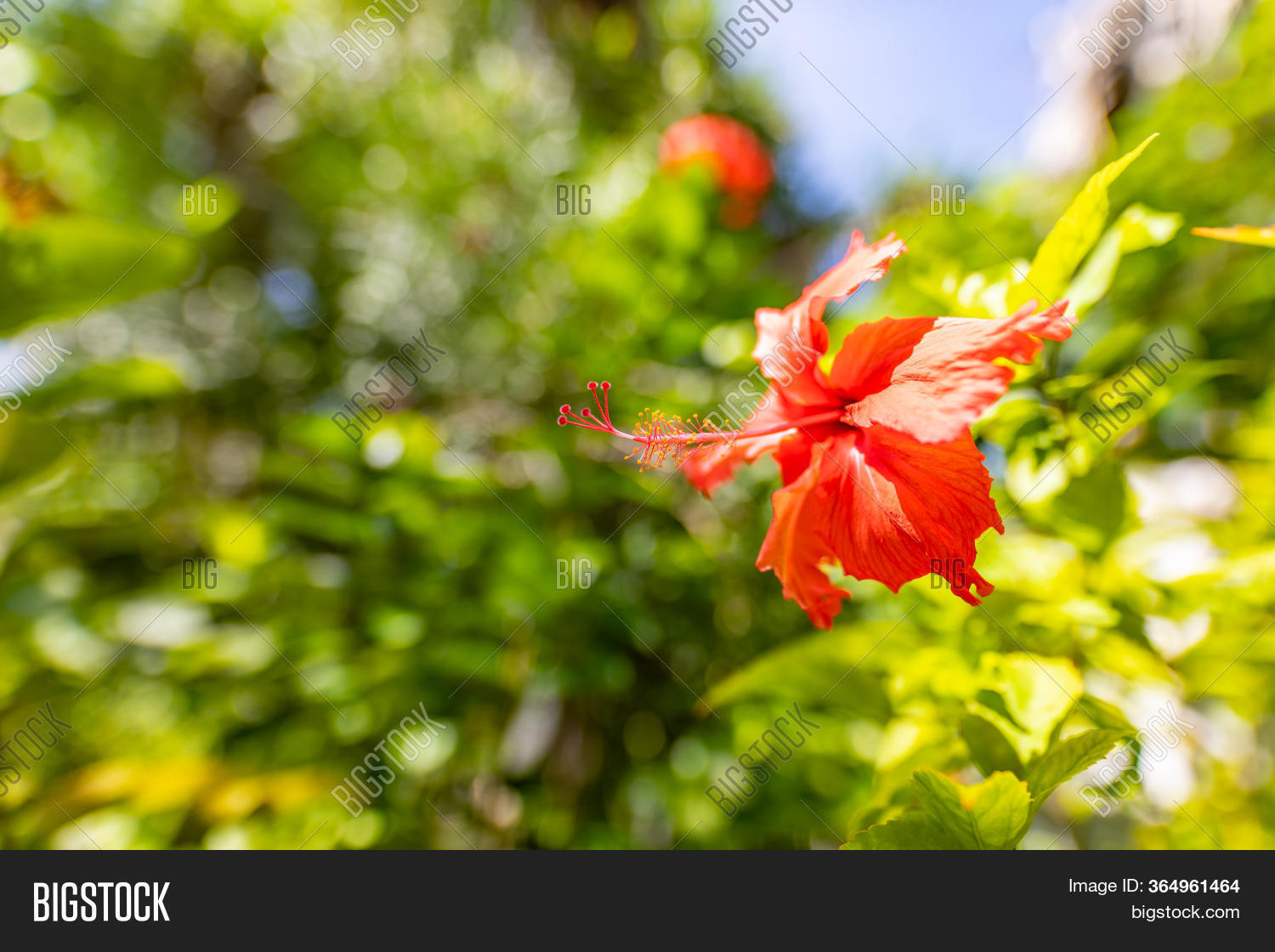 Red Hibiscus Flower On Image & Photo (Free Trial) | Bigstock