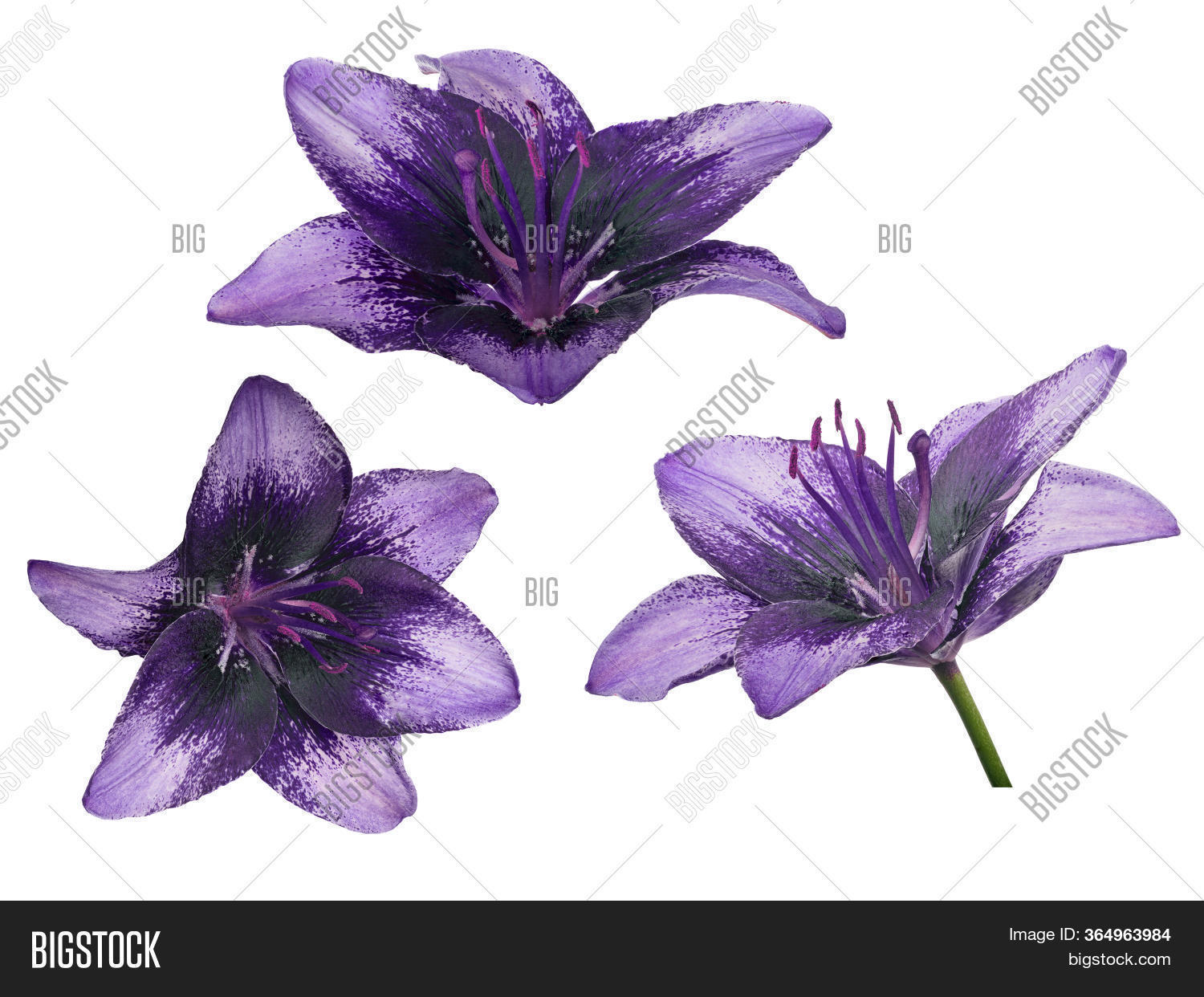Dark Lily Flowers Image & Photo (Free Trial) | Bigstock