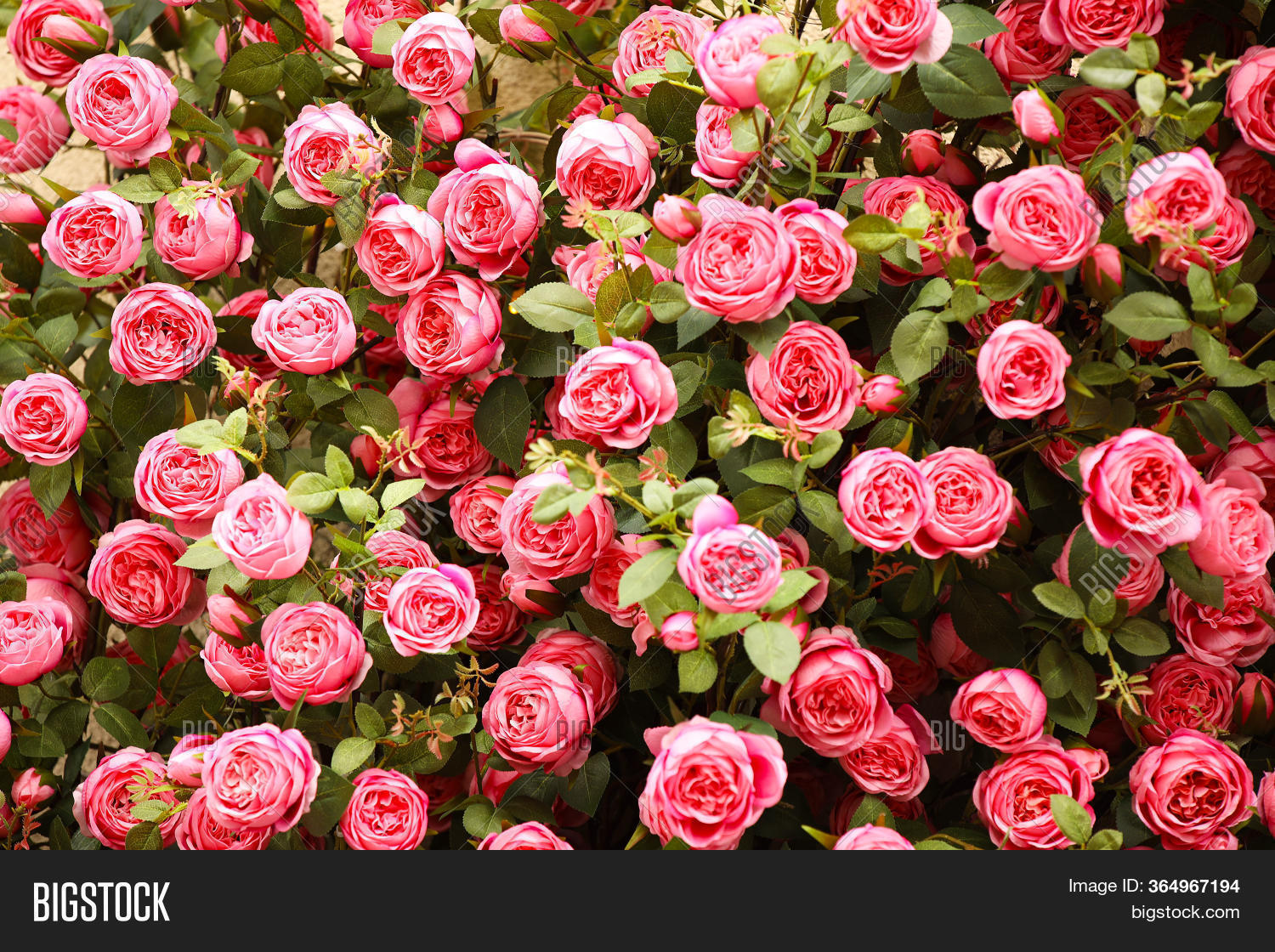 Flowers Red Small Image & Photo (Free Trial) | Bigstock
