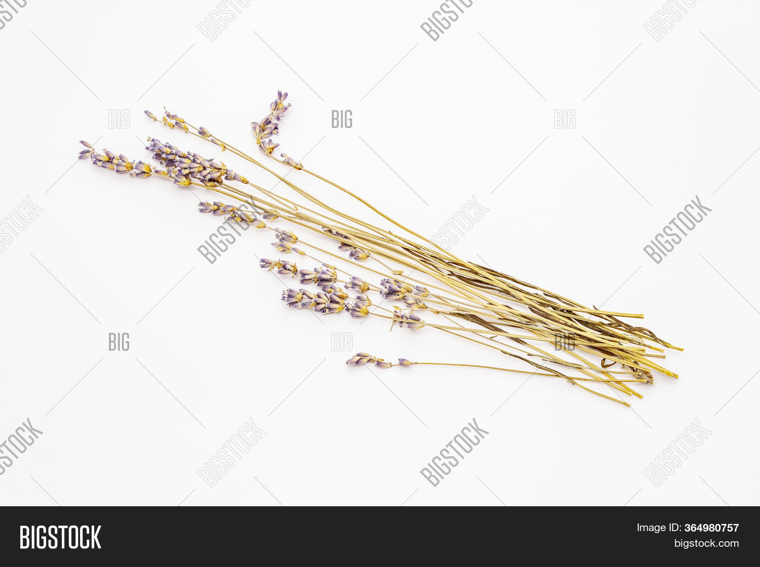 Dry Lavender Isolated Image & Photo (Free Trial) | Bigstock