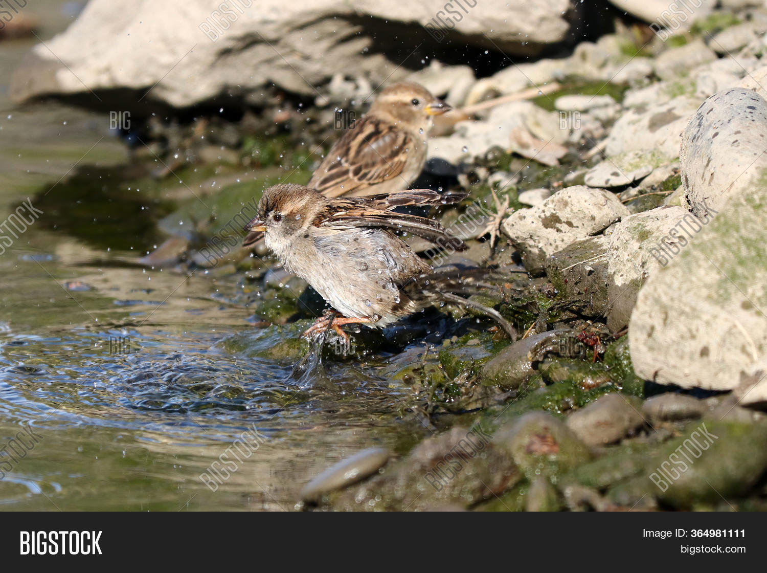 Female House Sparrow Image & Photo (Free Trial) | Bigstock