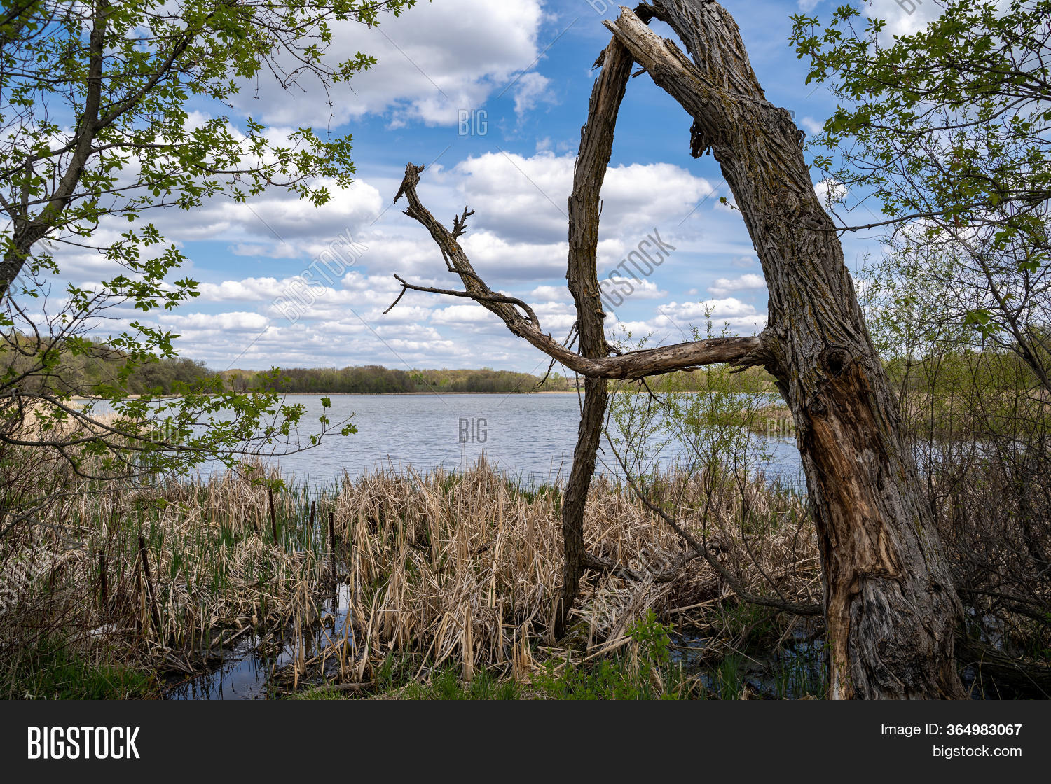 Large Misshapen Tree Image & Photo (Free Trial) | Bigstock