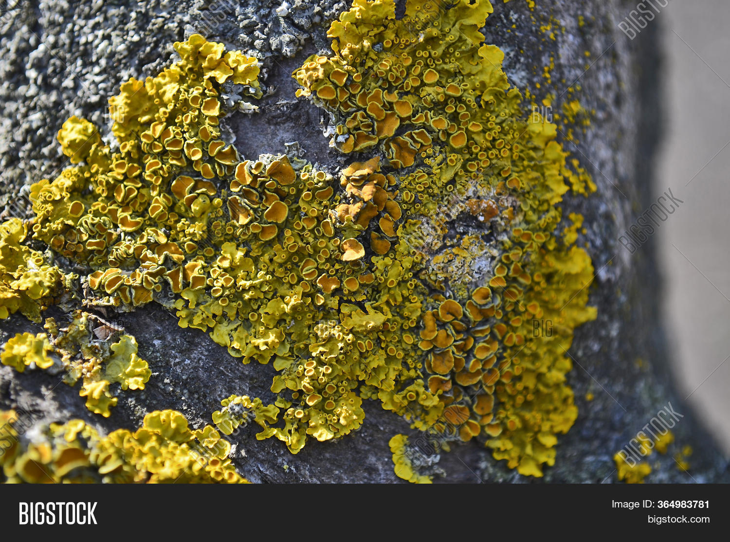 Closeup Tree Lichen Image & Photo (Free Trial) | Bigstock