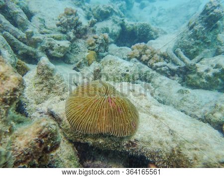 Mushroom Coral, Fungi Image & Photo (Free Trial) | Bigstock