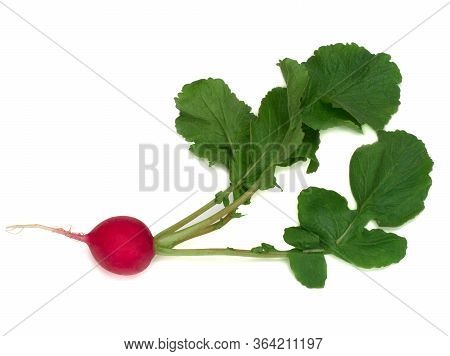 Fresh Radish Isolated Image & Photo (Free Trial) | Bigstock