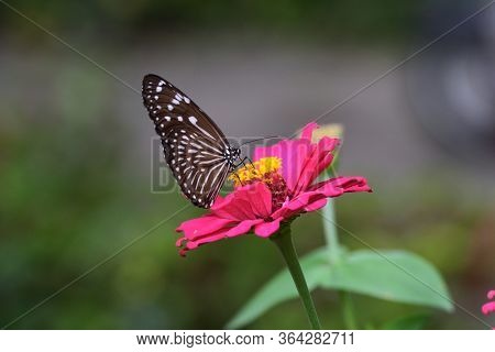 Tailed Judy, Abisara Image & Photo (Free Trial) | Bigstock