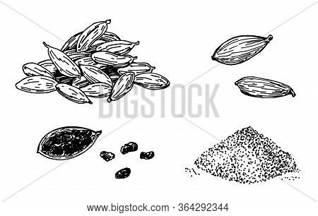Cardamom Set. Hand Vector & Photo (Free Trial) | Bigstock