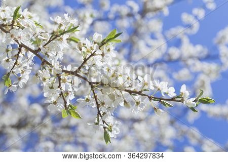 Beautiful Spring White Image & Photo (Free Trial) | Bigstock