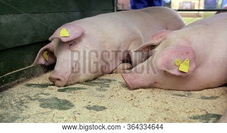 Landras Pig Resting Image & Photo (Free Trial) | Bigstock