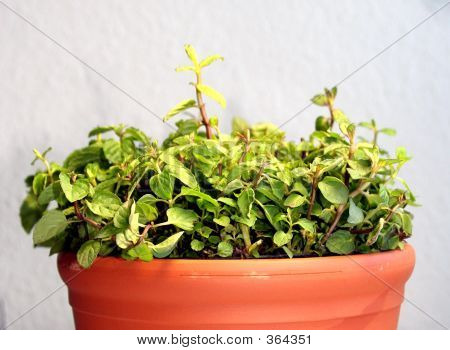 Potted Peppermint Image & Photo (Free Trial) | Bigstock
