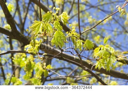 Flowers Maple Tree. Image & Photo (Free Trial) | Bigstock