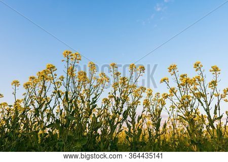 Blooming Rapeseed Image & Photo (Free Trial) | Bigstock