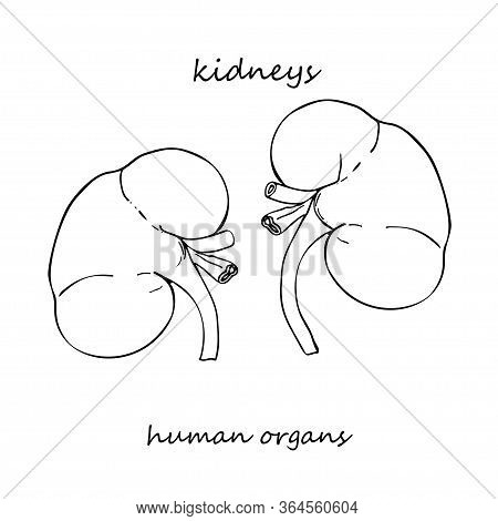Kidney. Realistic Vector & Photo (Free Trial) | Bigstock