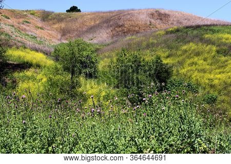 Lush Green Field Image & Photo (Free Trial) | Bigstock