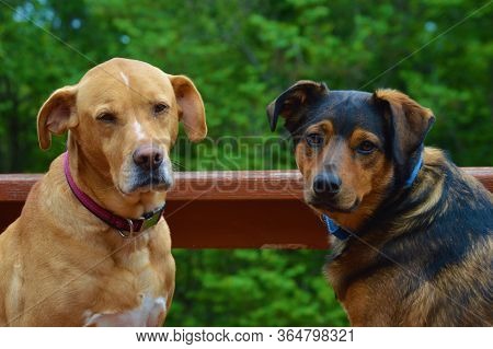 Two Dogs Sitting On Image & Photo (Free Trial) | Bigstock