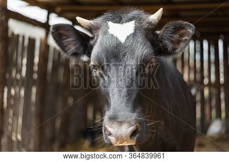 Dairy Cow Horns On Image & Photo (Free Trial) | Bigstock