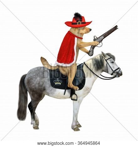 Beige Dog Musketeer Image & Photo (Free Trial) | Bigstock
