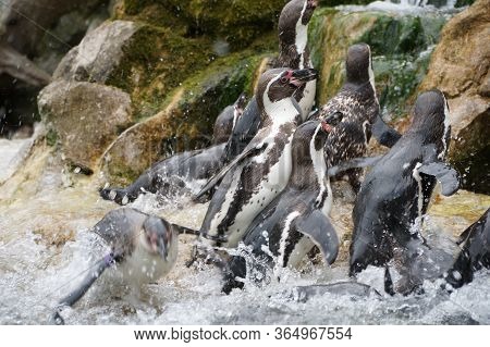 Penguins Hunting Fish Image & Photo (Free Trial) | Bigstock