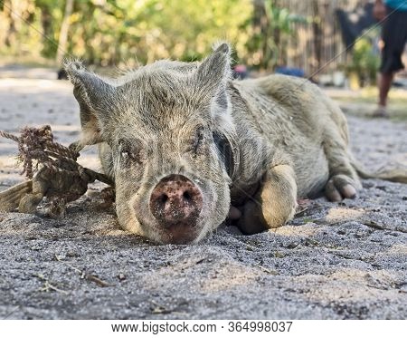 Pig Tied Yard Panama Image & Photo (Free Trial) | Bigstock