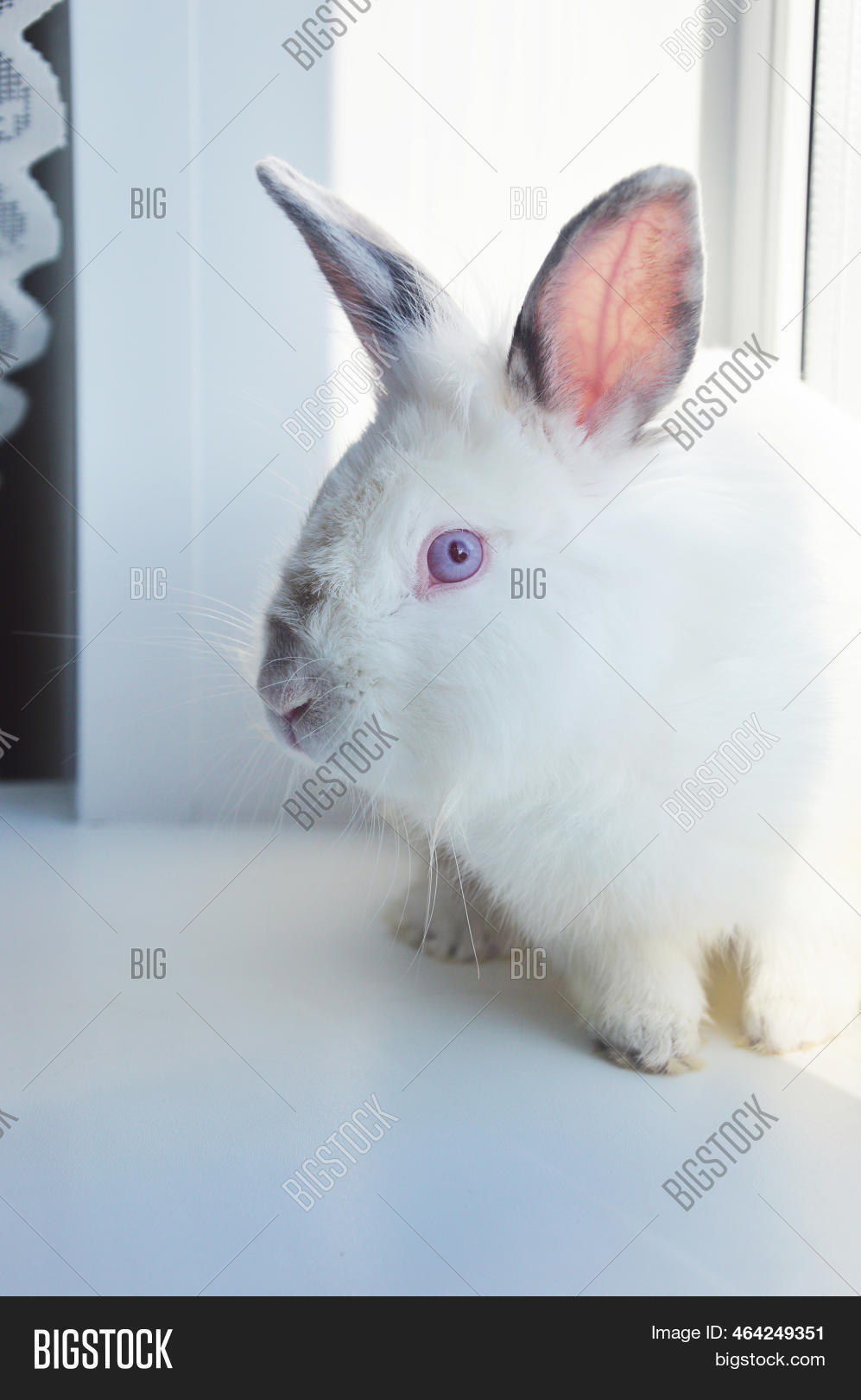White Rabbit. Symbol Image & Photo (Free Trial) | Bigstock