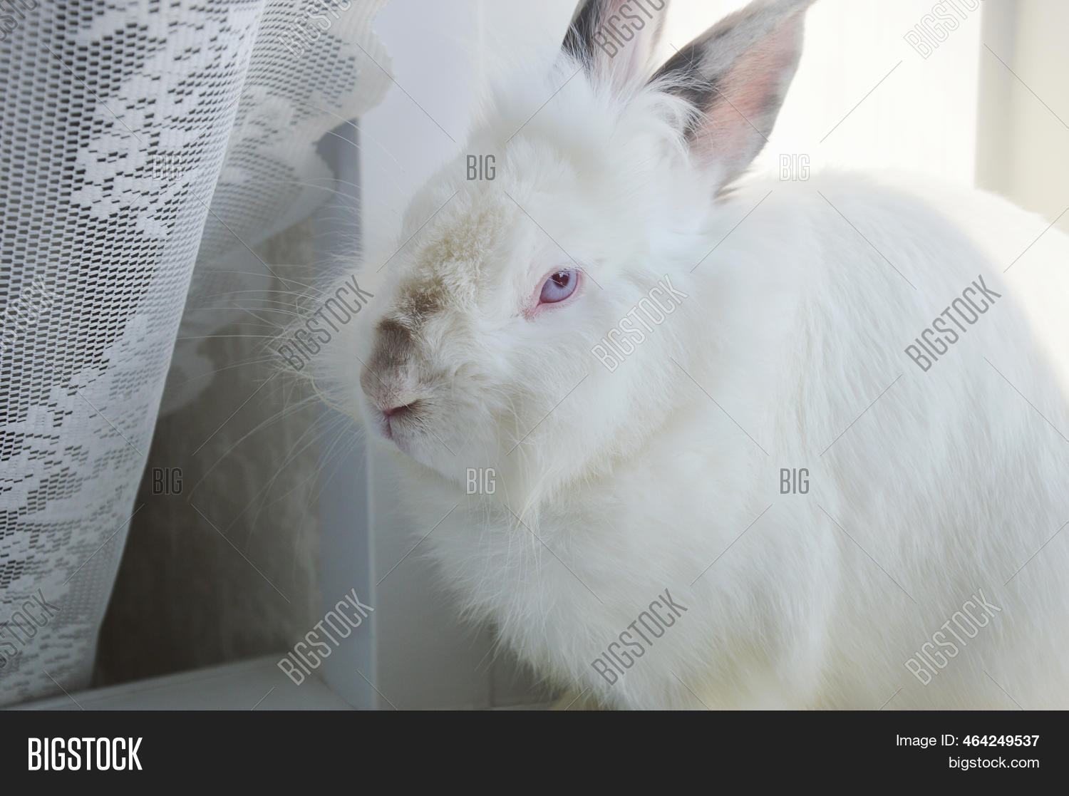 White Rabbit. Symbol Image & Photo (Free Trial) | Bigstock