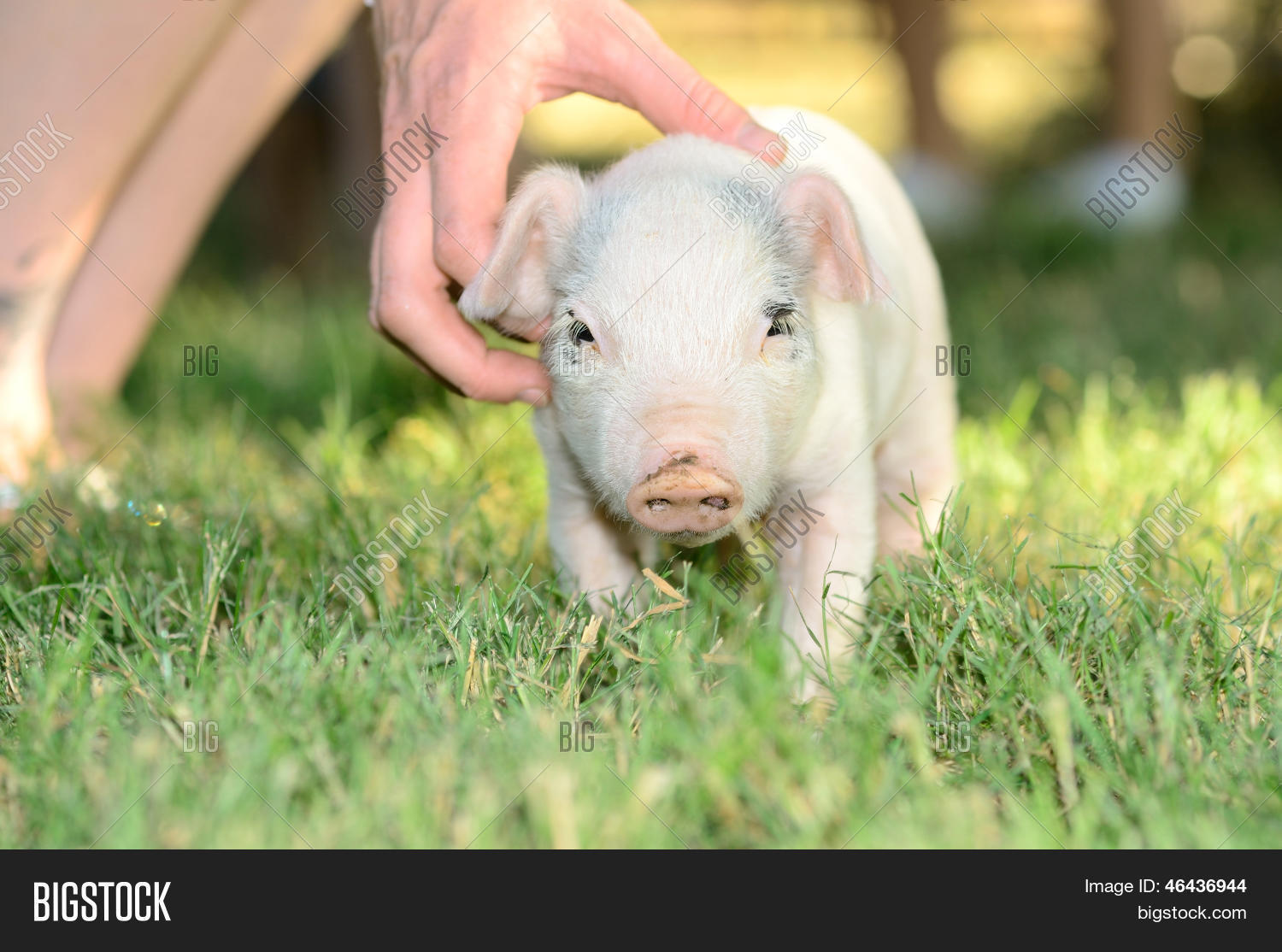 Weiner Pig Image & Photo (Free Trial) | Bigstock