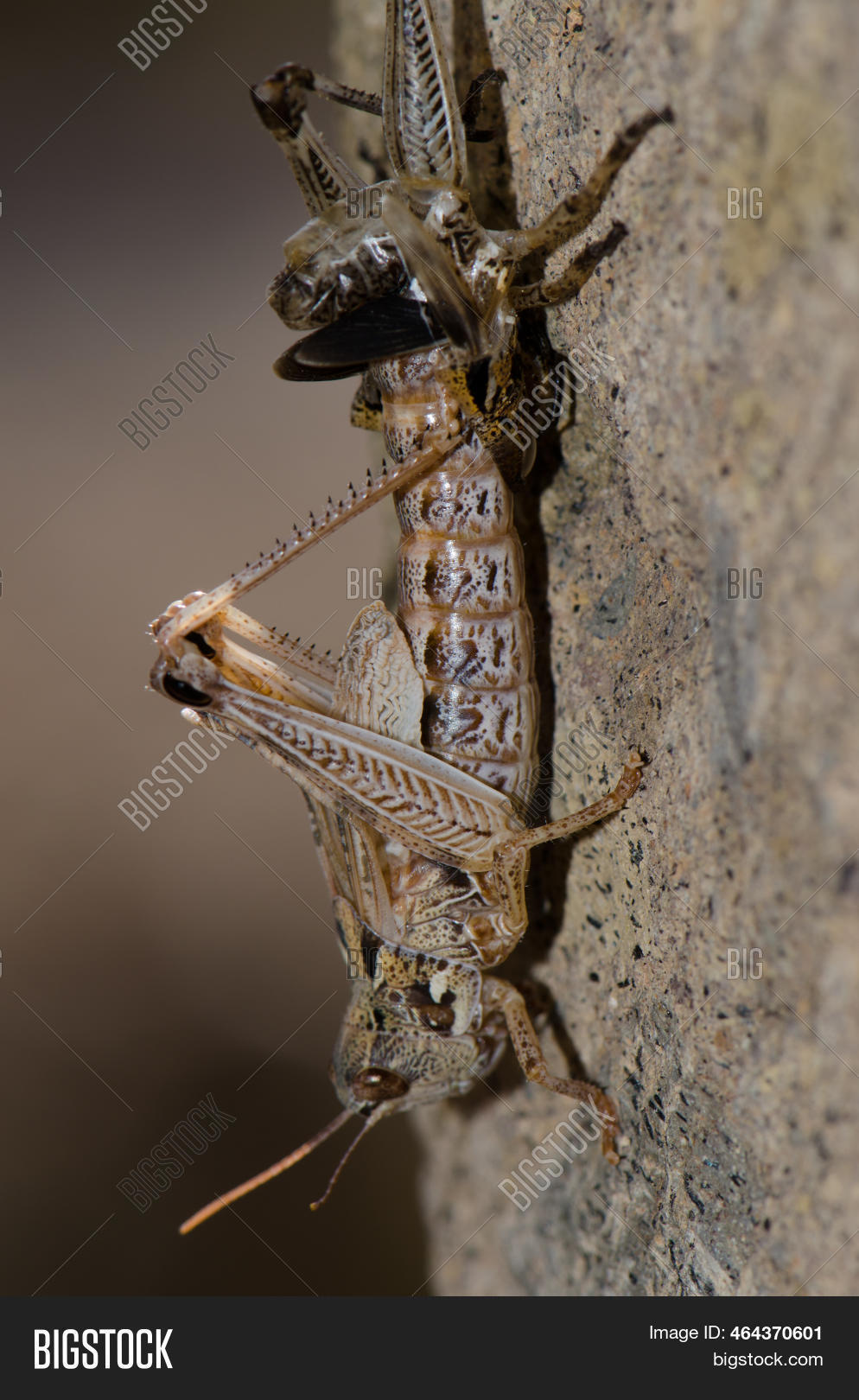 Nymph Moroccan Locust Image & Photo (Free Trial) | Bigstock