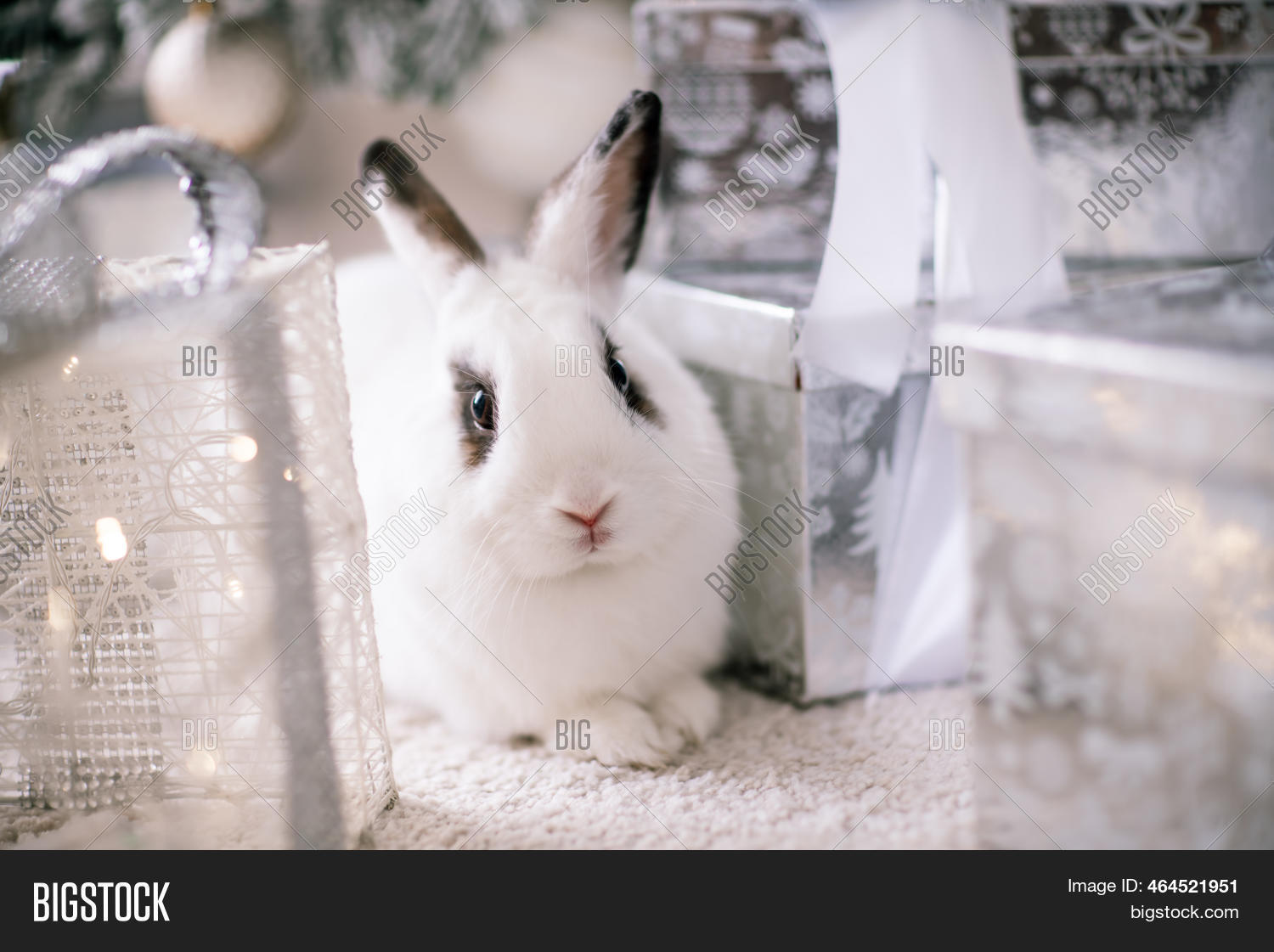 White Rabbit Gift Image & Photo (Free Trial) | Bigstock