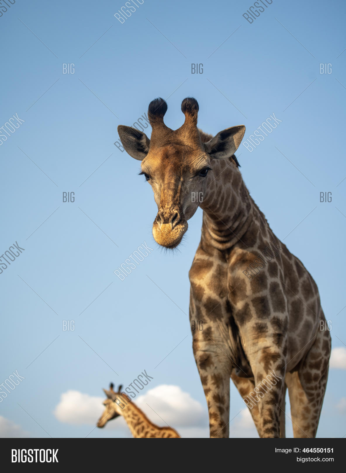 Giraffe Looking Down Image & Photo (Free Trial) | Bigstock