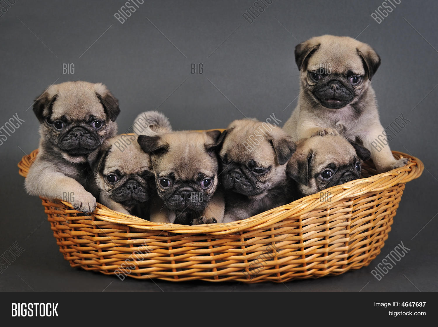 Six Pug Puppies Image & Photo (Free Trial) | Bigstock