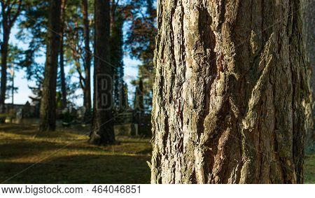 Trunk Pine Tree Rough Image & Photo (Free Trial) | Bigstock