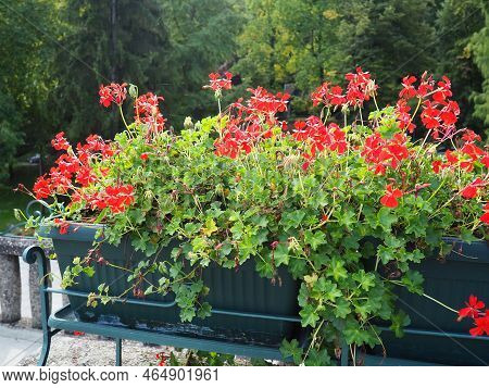 Blooming Red Ivy Image & Photo (Free Trial) | Bigstock