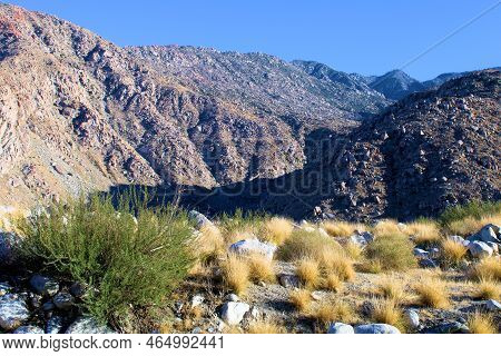 Chaparral Plants On Image & Photo (Free Trial) | Bigstock