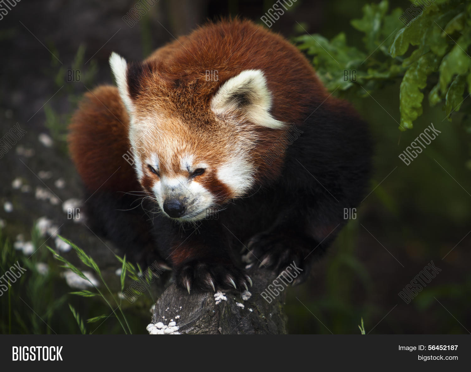 Red Panda, Firefox Image & Photo (Free Trial) | Bigstock