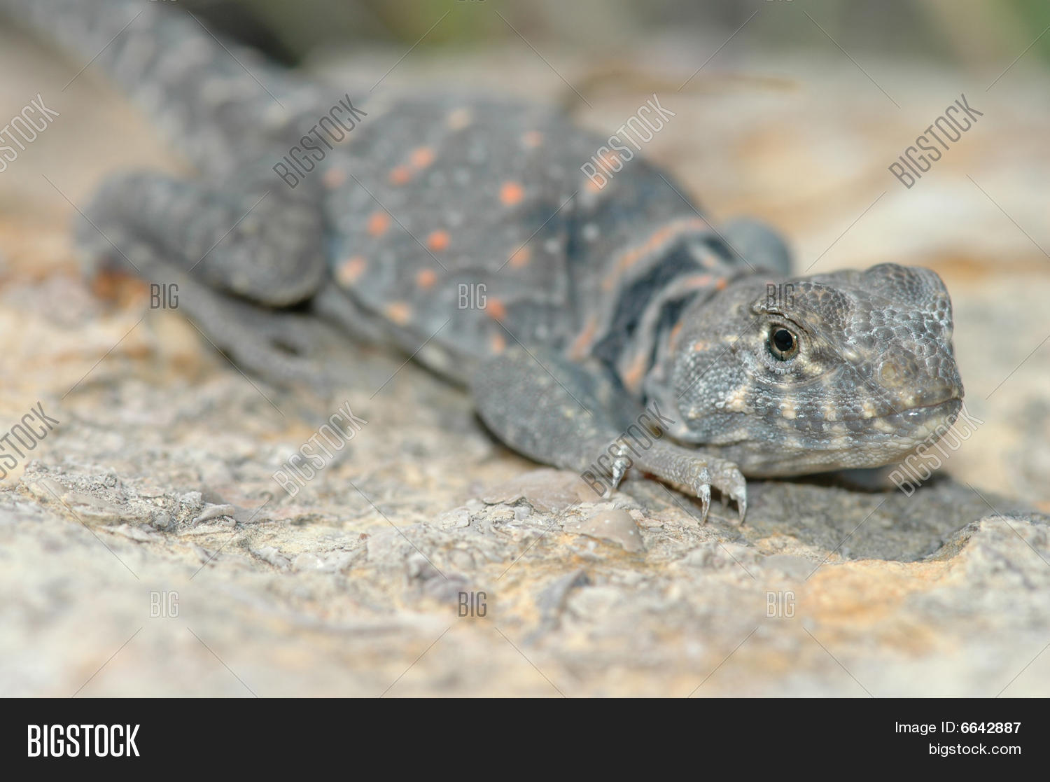 Coloard Lizard Image & Photo (Free Trial) | Bigstock