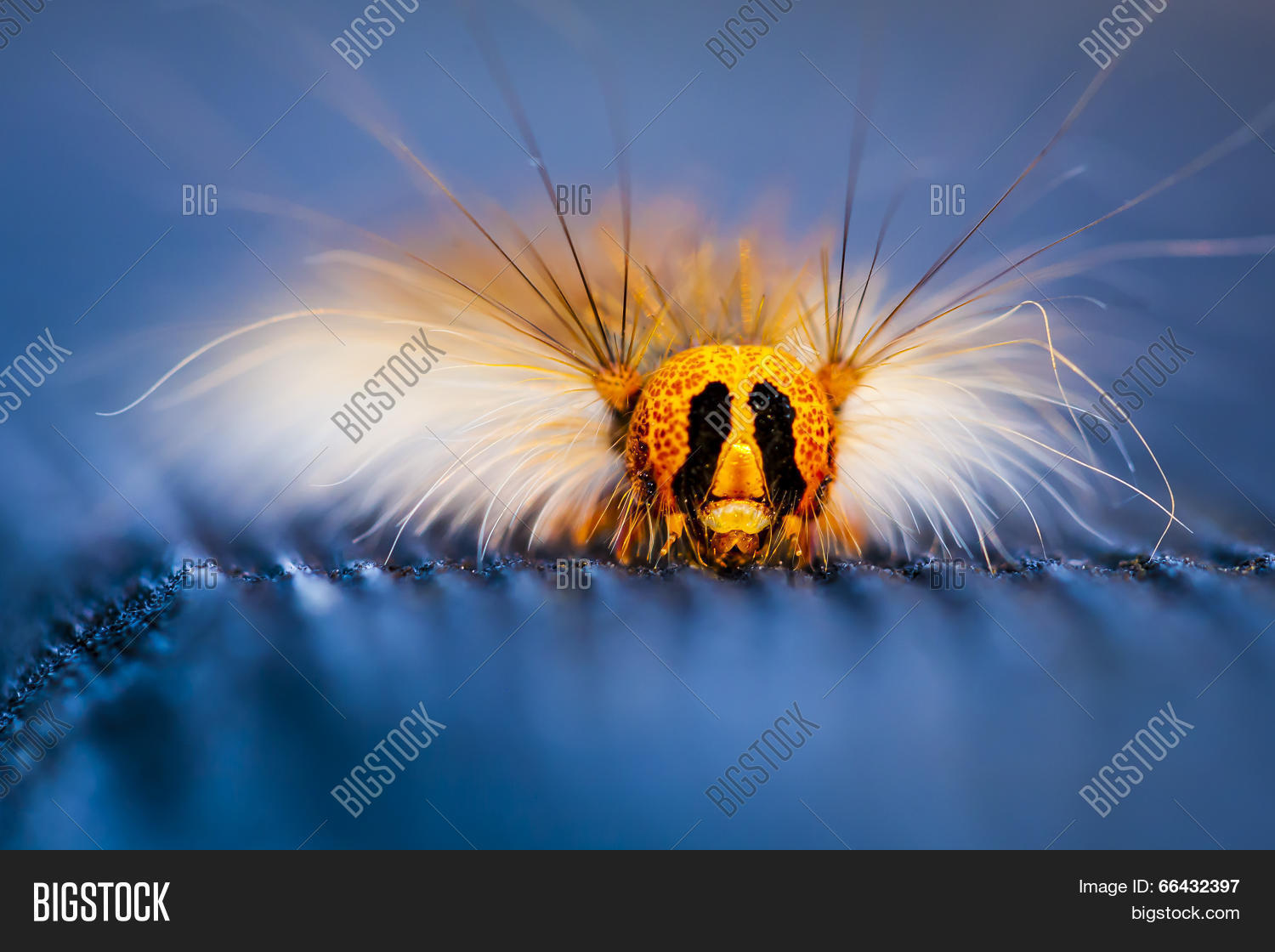 Caterpillar Night Image & Photo (Free Trial) | Bigstock